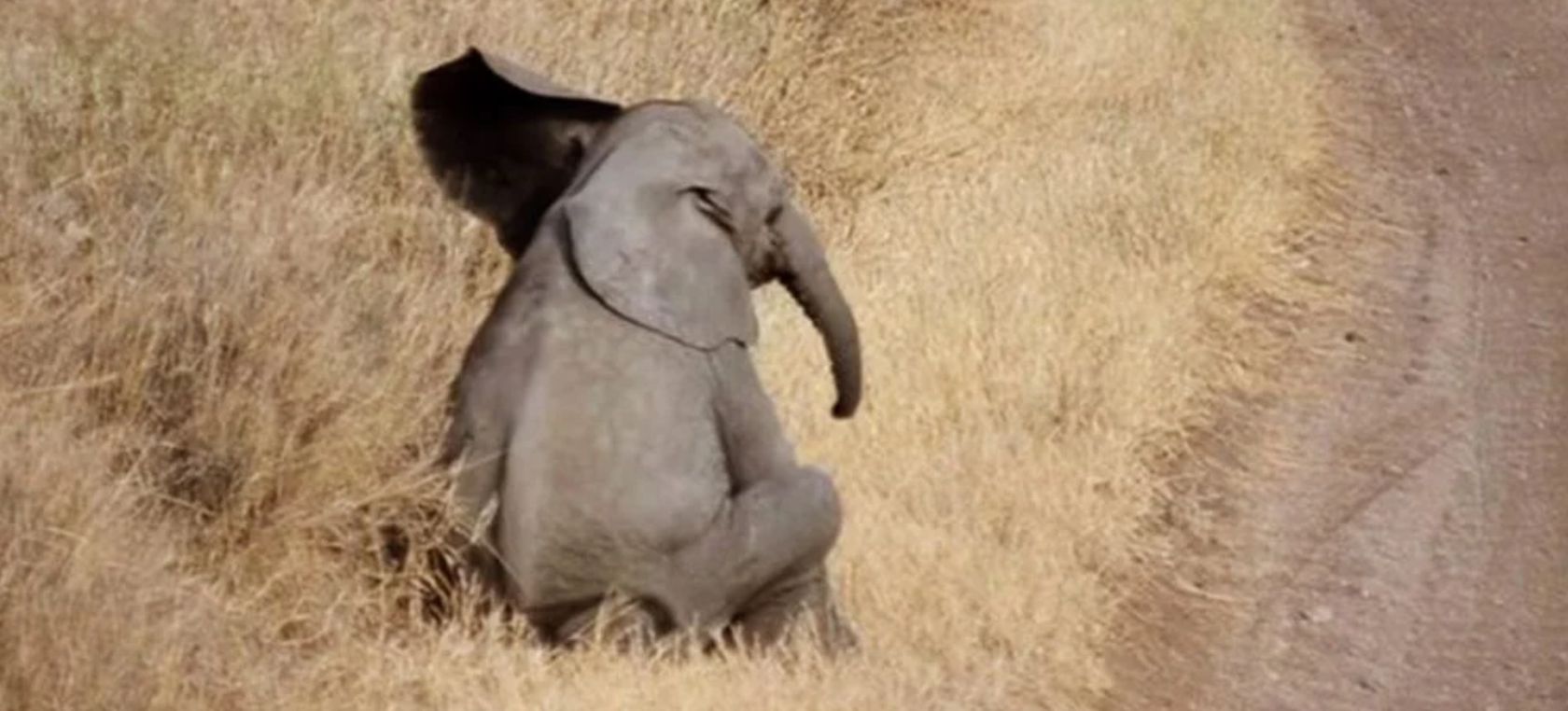 Video: Berrinche de bebé elefante causa ternura en redes – La cafeína ...
